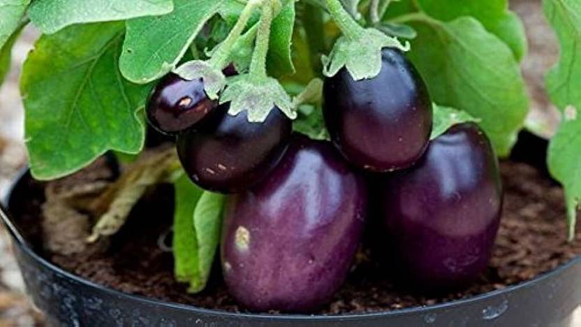 ALOCHUZ Brinjal Price in India - Buy ALOCHUZ Brinjal online at Flipkart.com