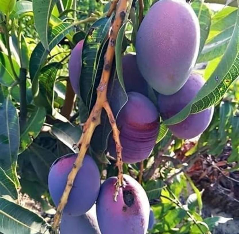 Miyazaki Mango Plant Price in India - Buy Miyazaki Mango Plant online ...