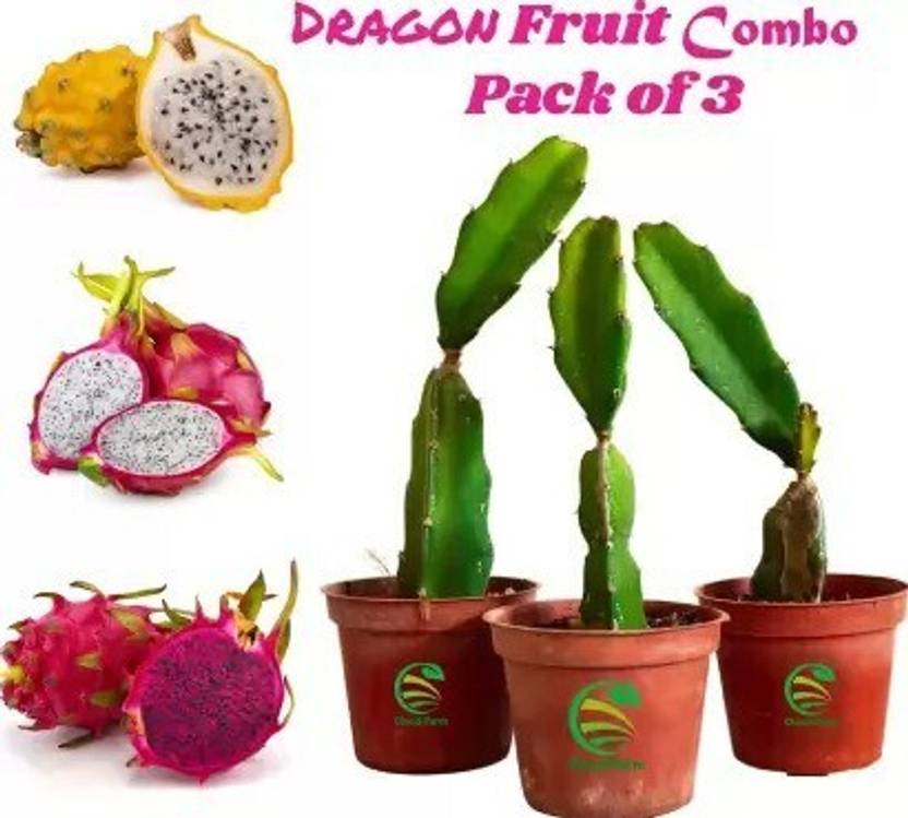 Cloud Farm Dragon Tree Price in India - Buy Cloud Farm Dragon Tree ...
