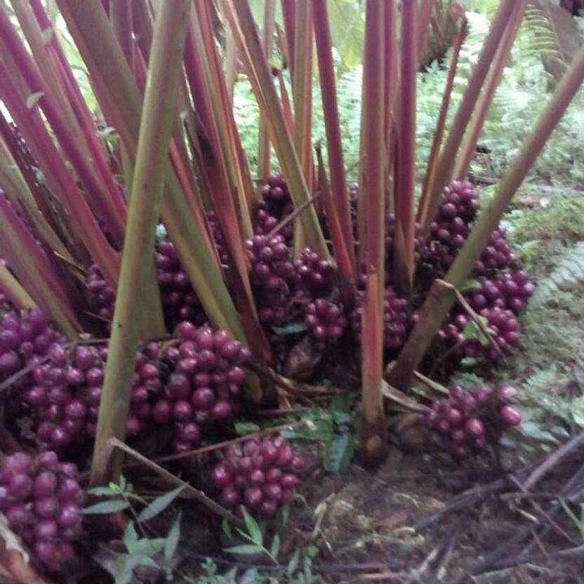 Darjeeling Planters Elaichi/Cardamom Plant Price in India - Buy ...