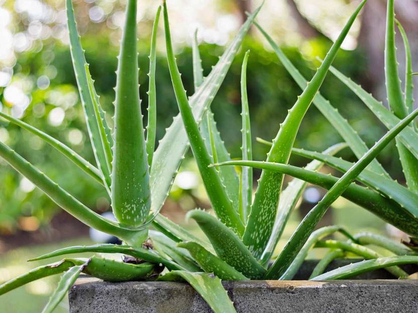cpc star Aloe Vera Plant Price in India - Buy cpc star Aloe Vera Plant ...