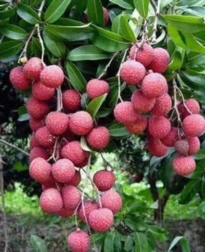 lichi Litchi Plant Price in India - Buy lichi Litchi Plant online at ...