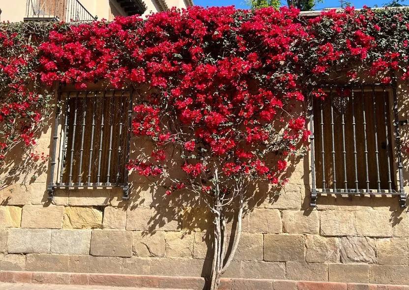 FloraFusion Bougainvillea Plant Price in India - Buy FloraFusion ...