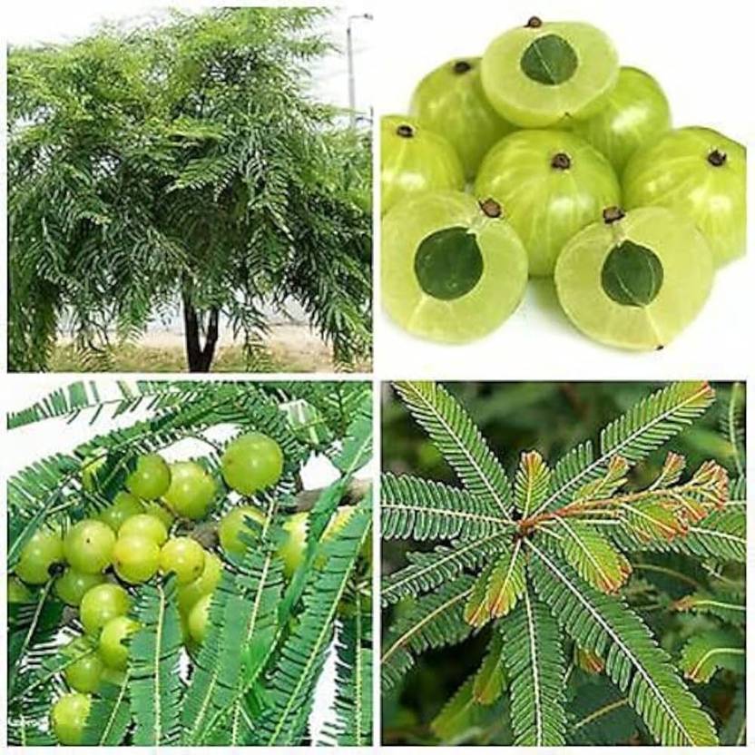 Cloud Farm Amla Plant Price in India - Buy Cloud Farm Amla Plant online ...
