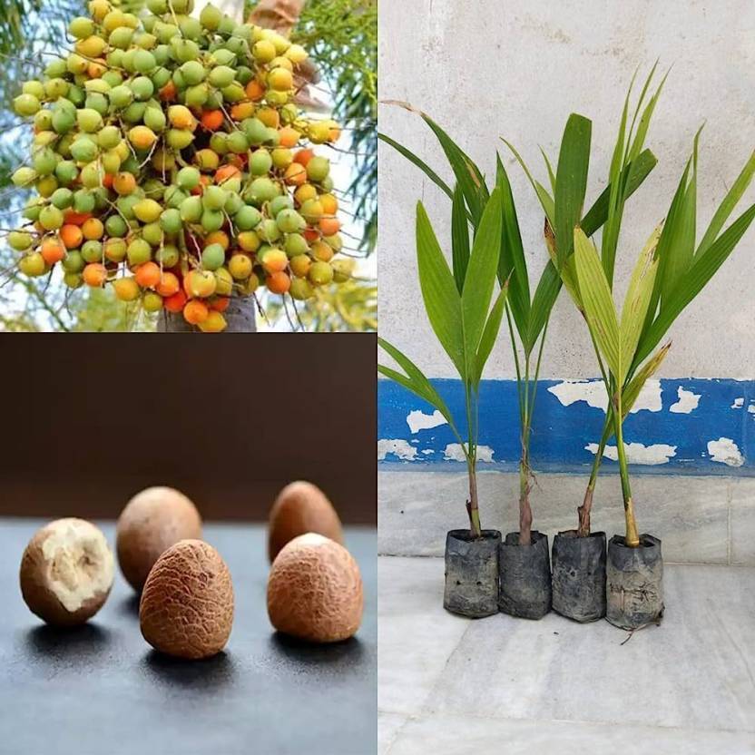 Cloud Farm Betel Nut/Supari Plant Price in India - Buy Cloud Farm Betel ...