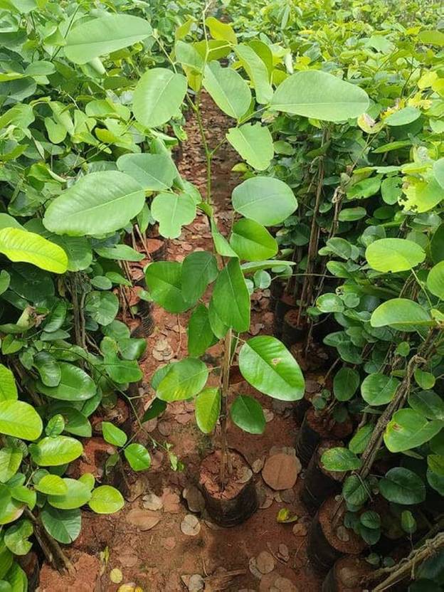 Lal Chandan Plant Red Sandalwood Plant Price in India - Buy Lal Chandan ...