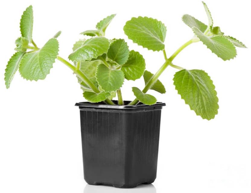 ABC Mexican Mint Plant Price in India - Buy ABC Mexican Mint Plant ...
