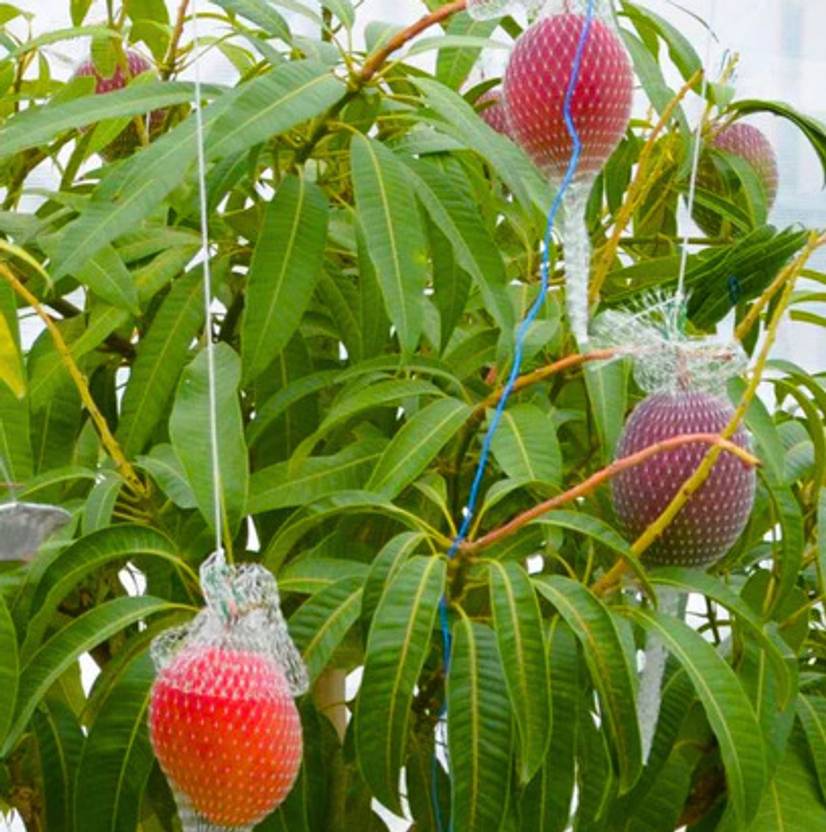 Leafyjoy Mango Plant Price in India - Buy Leafyjoy Mango Plant online ...