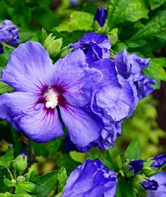 GISLENUS Hibiscus Plant Price in India - Buy GISLENUS Hibiscus Plant ...