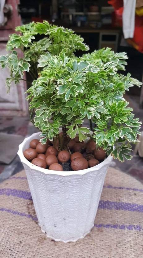 Polyscias fruticosa Rohia Plant Price in India - Buy Polyscias ...