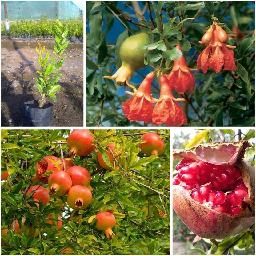 Cloud Farm Pomegranate Plant Price in India - Buy Cloud Farm ...