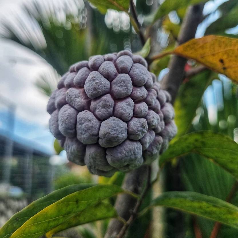 Cloud Farm Custard Apple Plant Price in India - Buy Cloud Farm Custard ...