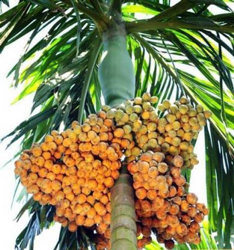 NATURESNURSERYY Betel Nut/Supari Plant Price in India - Buy ...