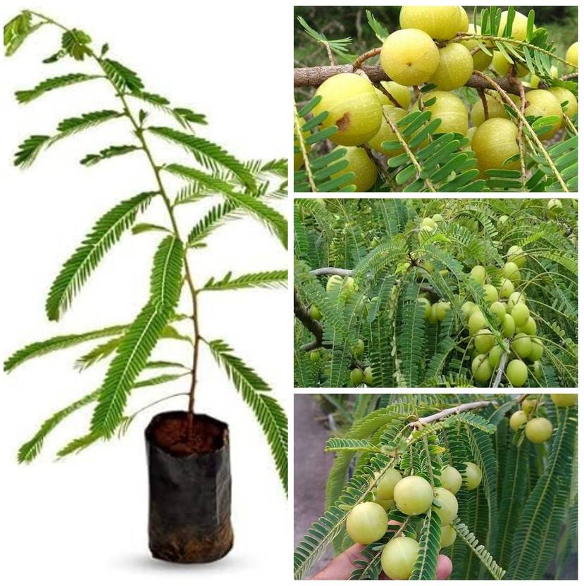 Cloud Farm Amla Plant Price in India - Buy Cloud Farm Amla Plant online ...
