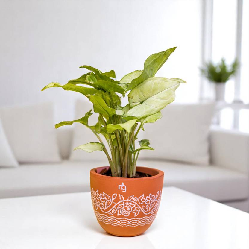Nurturing Green Syngonium Plant Price in India - Buy Nurturing Green ...
