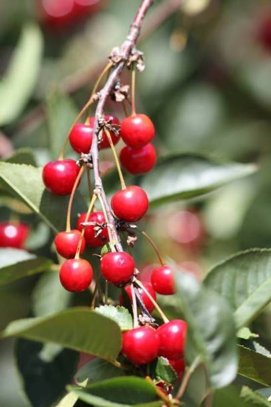 UNIFRESH Cherry Fruit Plant Price in India - Buy UNIFRESH Cherry Fruit ...