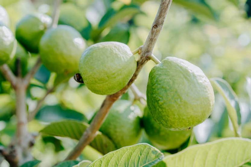 GREENIFY Guava Plant Price in India - Buy GREENIFY Guava Plant online ...