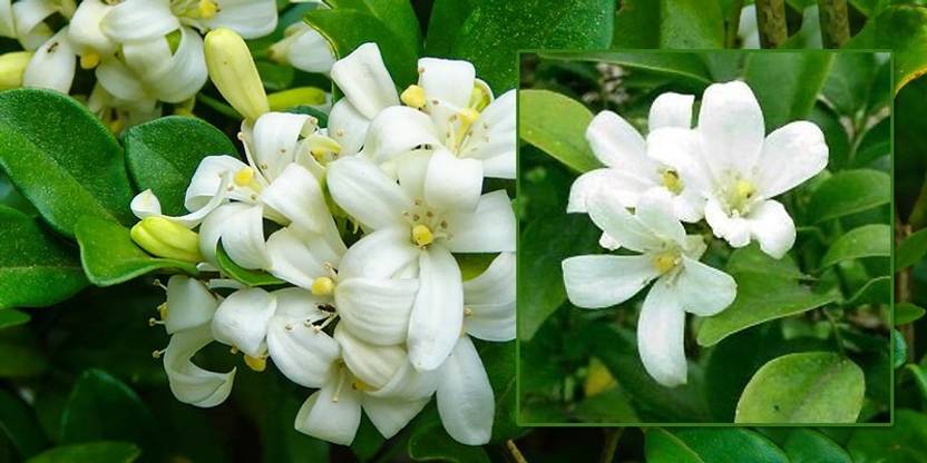 Cloud Farm Madhu Kamini Plant Price in India - Buy Cloud Farm Madhu ...