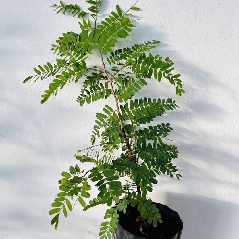 tania Tamarind Plant Price in India - Buy tania Tamarind Plant online ...