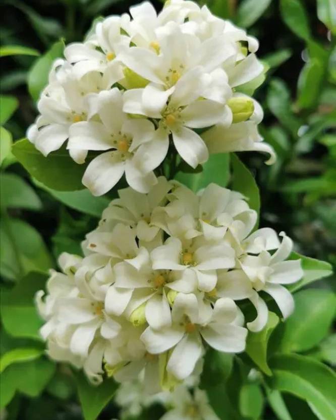 GREEN GARDEN SHOP Madhu Kamini Plant Price in India - Buy GREEN GARDEN ...