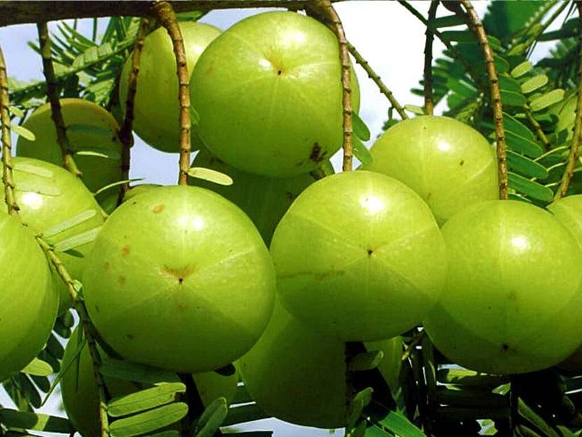 Cloud Farm Amla Plant Price in India - Buy Cloud Farm Amla Plant online ...