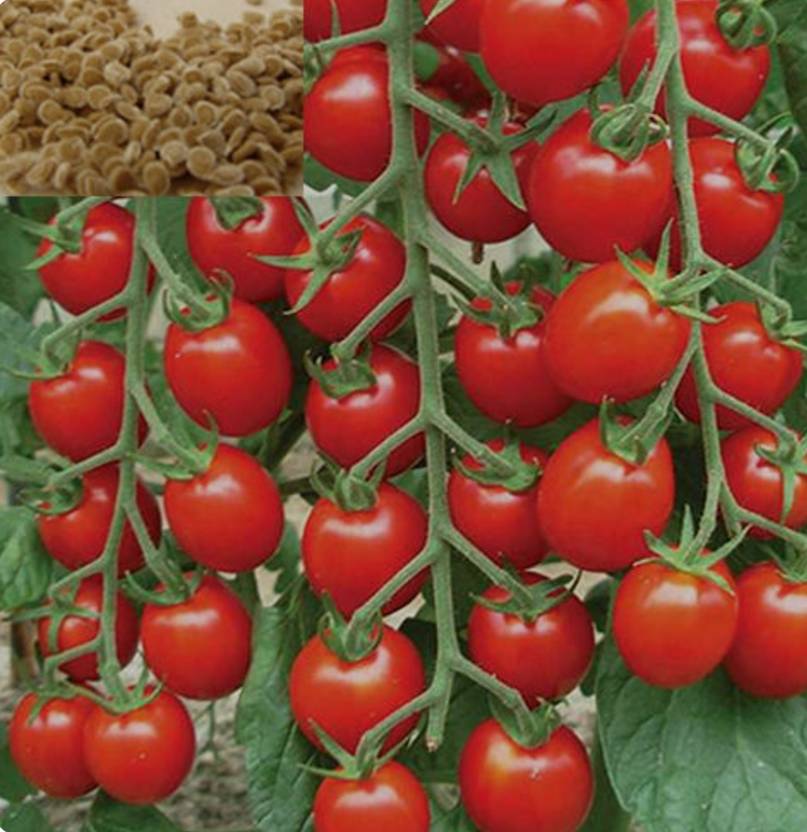 hybrid tha tamato Tomato Plant Price in India - Buy hybrid tha tamato ...