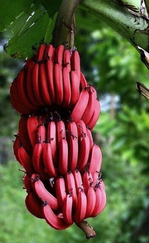 Kappa pazham Banana Plant Price in India - Buy Kappa pazham Banana ...