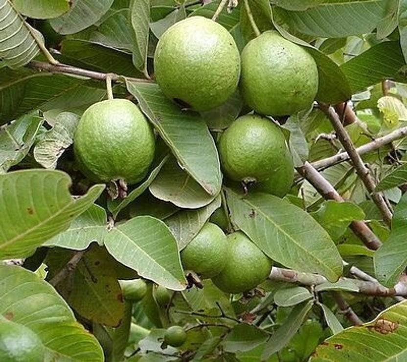 Cloud Farm Guava Plant Price in India - Buy Cloud Farm Guava Plant ...