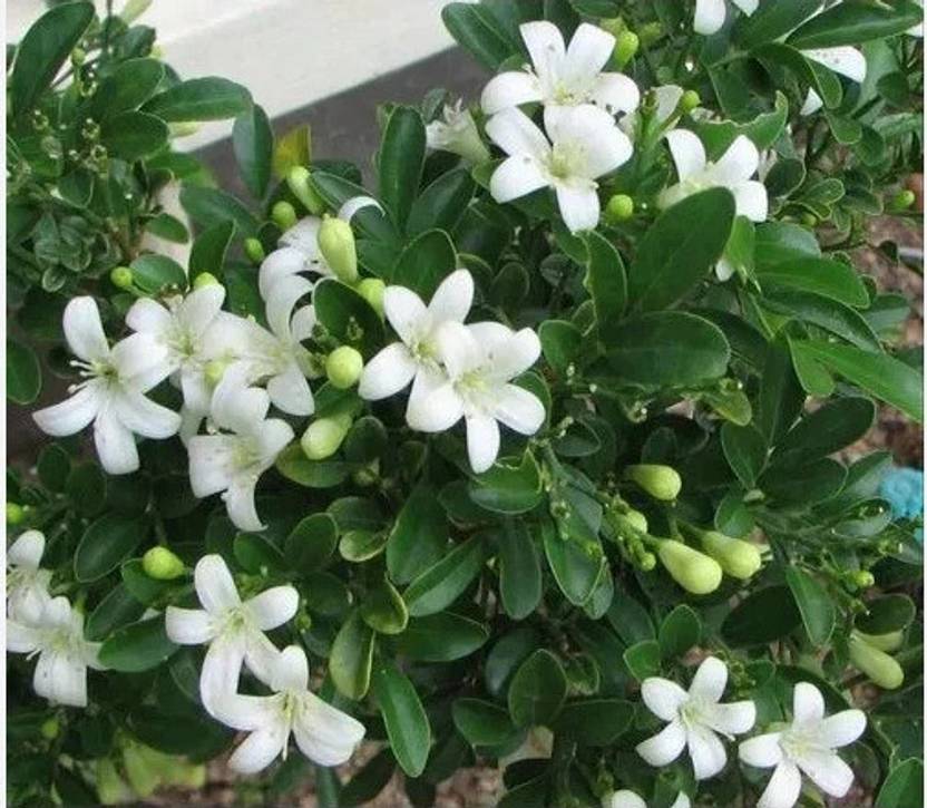 GREEN GARDEN SHOP Madhu Kamini Plant Price in India - Buy GREEN GARDEN ...