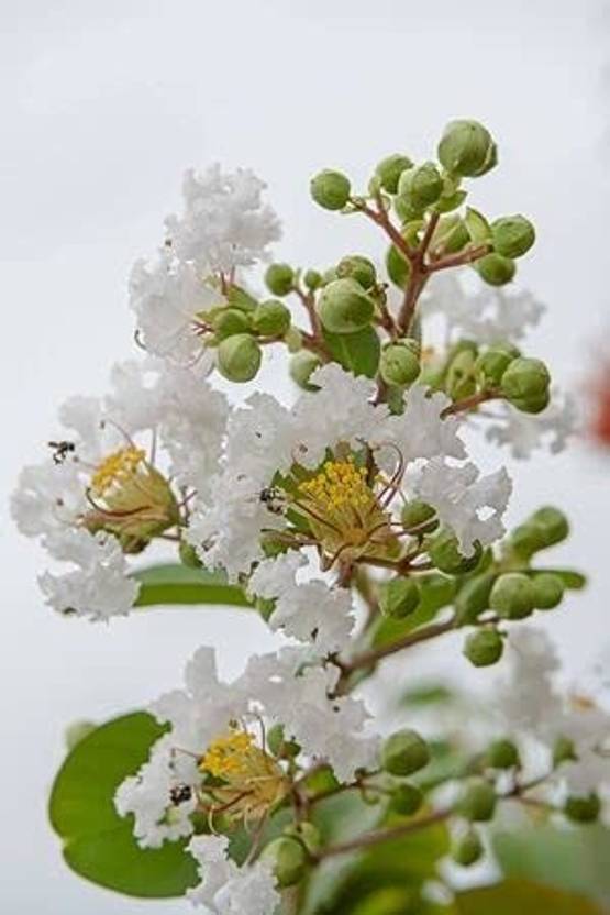 ALOCHUZ Jasmine Plant Price in India - Buy ALOCHUZ Jasmine Plant online ...