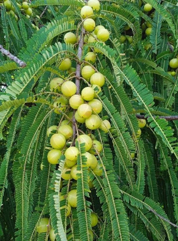 SRIJAPLANT Amla Plant Price in India - Buy SRIJAPLANT Amla Plant online ...