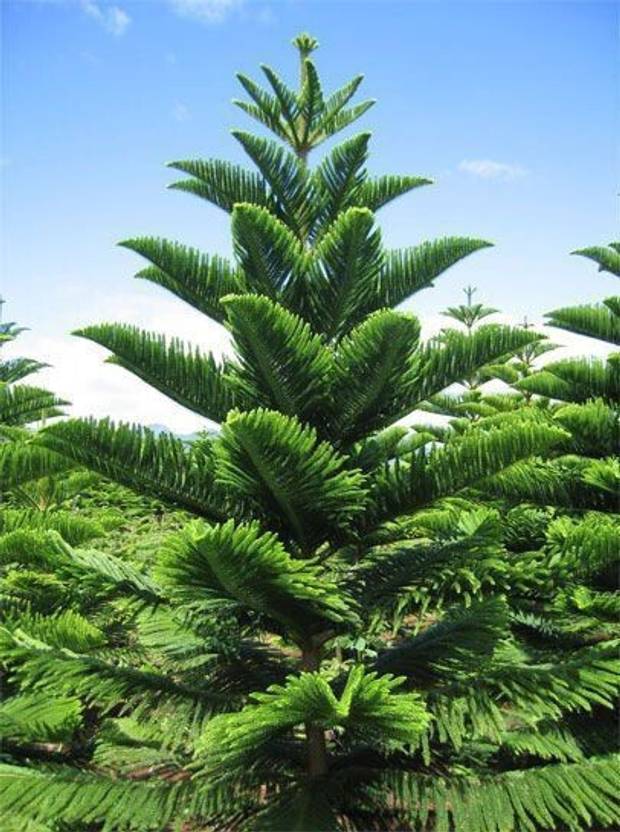 Cloud Farm Christmas Tree Plant Price in India - Buy Cloud Farm ...