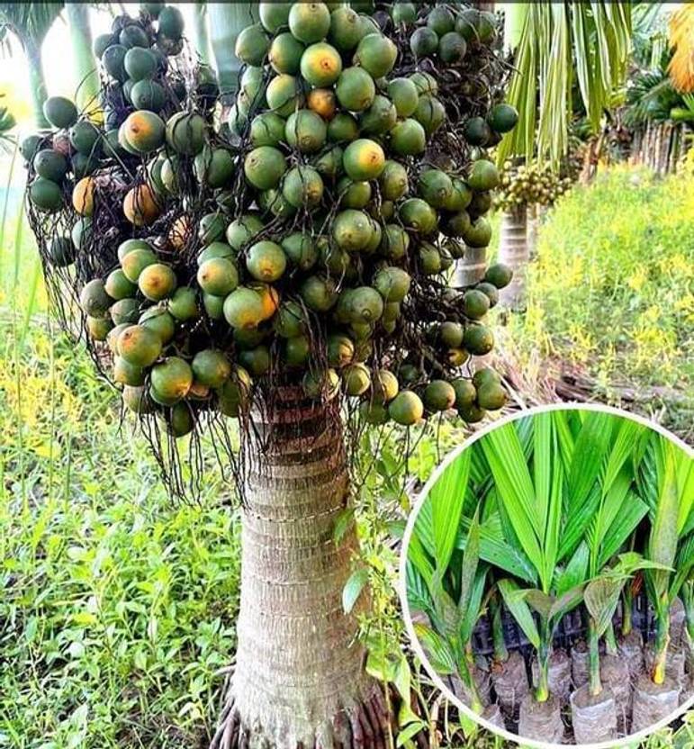 NATURESNURSERYY Betel Nut/Supari Plant Price in India - Buy ...