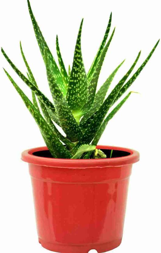 The Green Tree MART Aloe Vera Plant Price in India - Buy The Green Tree ...