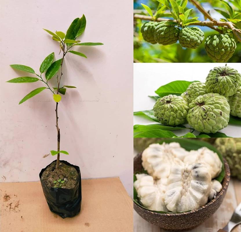 Cloud Farm Custard Apple Plant Price in India - Buy Cloud Farm Custard ...