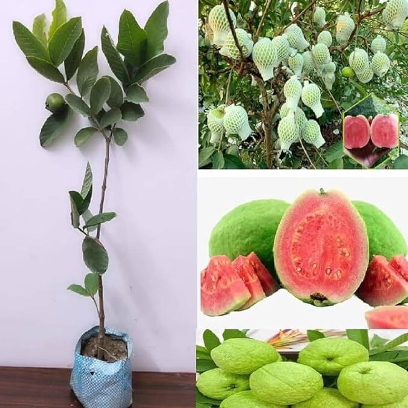 Cloud Farm Guava Plant Price in India - Buy Cloud Farm Guava Plant ...
