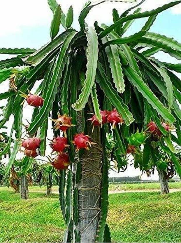 Cloud Farm Dragon Tree Price in India - Buy Cloud Farm Dragon Tree ...