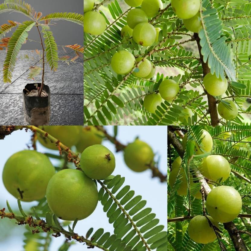 Cloud Farm Amla Plant Price in India - Buy Cloud Farm Amla Plant online ...