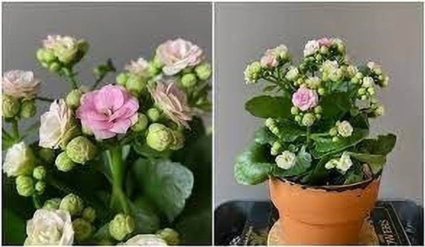 FloraFusion Kalanchoe Plant Price in India - Buy FloraFusion Kalanchoe ...