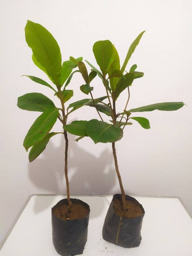 Aquinnah Graden Betel Nut/Supari Plant Price in India - Buy Aquinnah ...