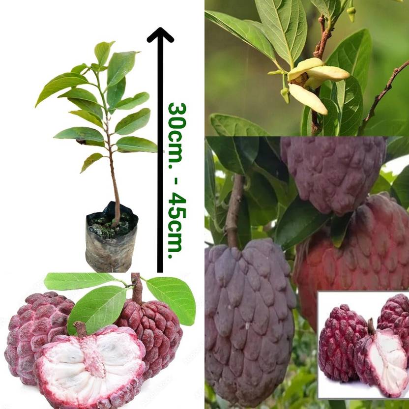 Cloud Farm Custard Apple Plant Price in India - Buy Cloud Farm Custard ...