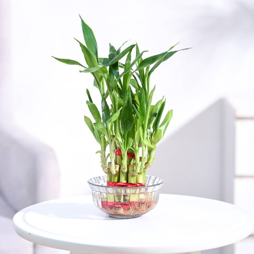 UGAOO Two Layer Bamboo Plant Price in India - Buy UGAOO Two Layer ...