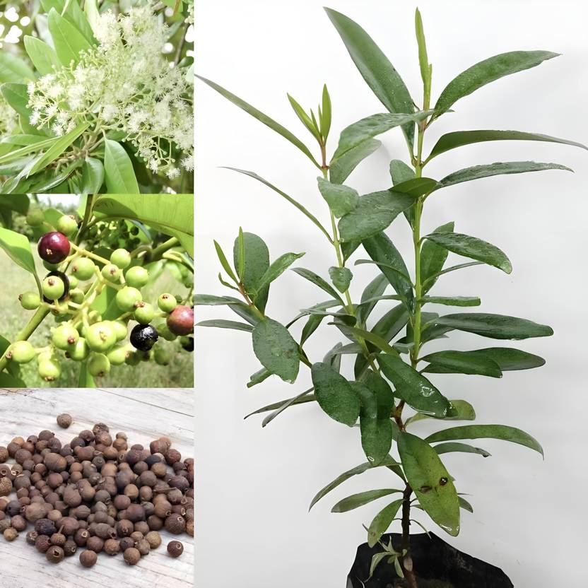 ALOCHUZ All Spice Plant Price in India - Buy ALOCHUZ All Spice Plant ...