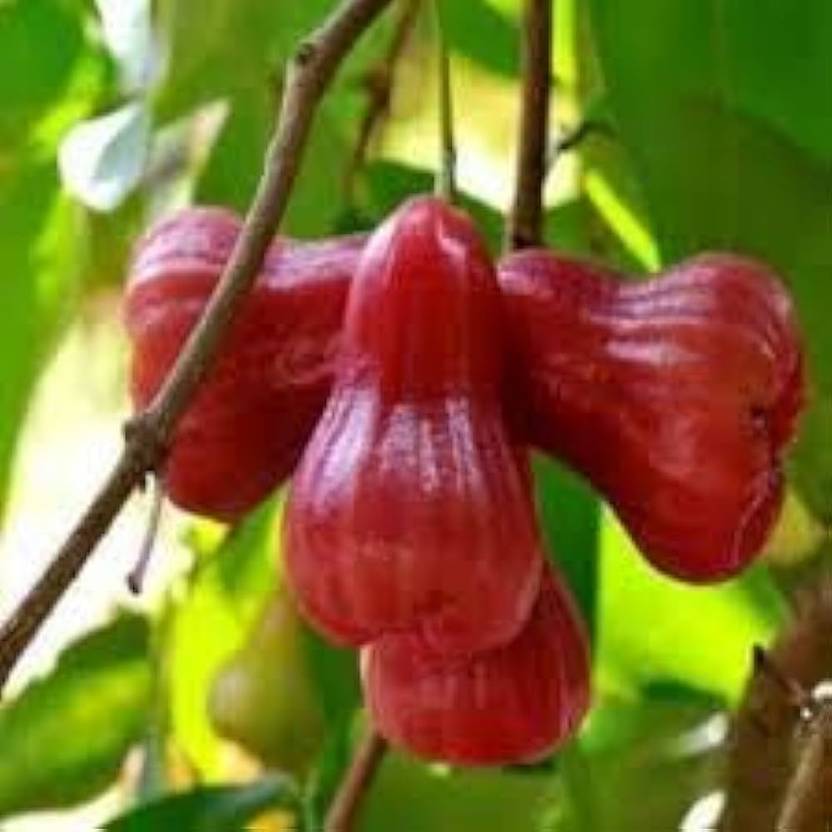 GLOBQRO Wax Apple White Wax Fruit Price in India - Buy GLOBQRO Wax ...