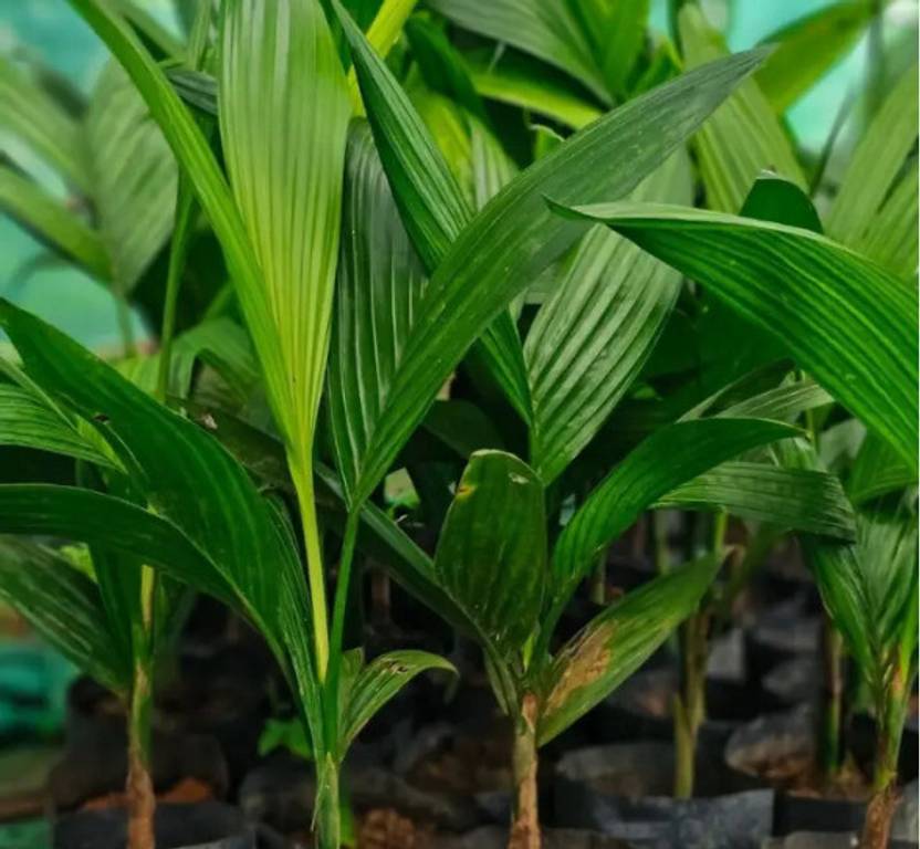 Cloud Farm Betel Nut/Supari Plant Price in India - Buy Cloud Farm Betel ...