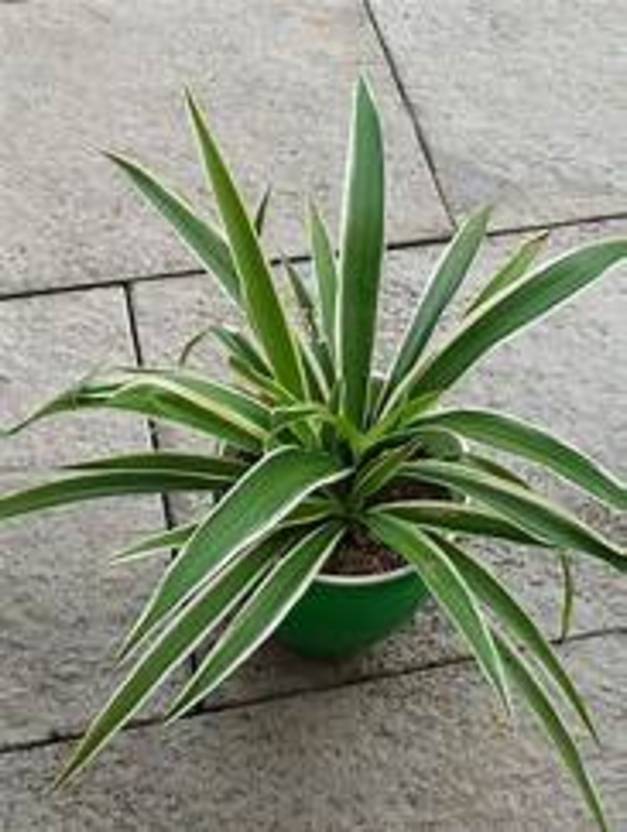 GreenyOn Spider Plant Price in India - Buy GreenyOn Spider Plant online ...