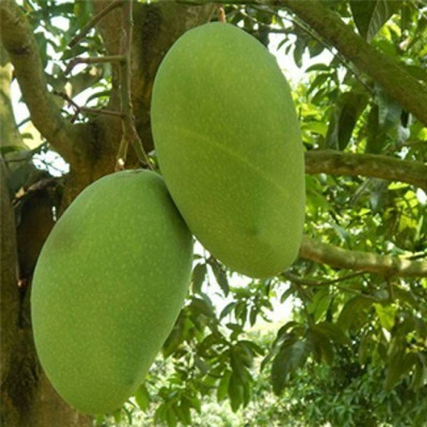 Exotica Fazli Mango Plant Price in India - Buy Exotica Fazli Mango ...