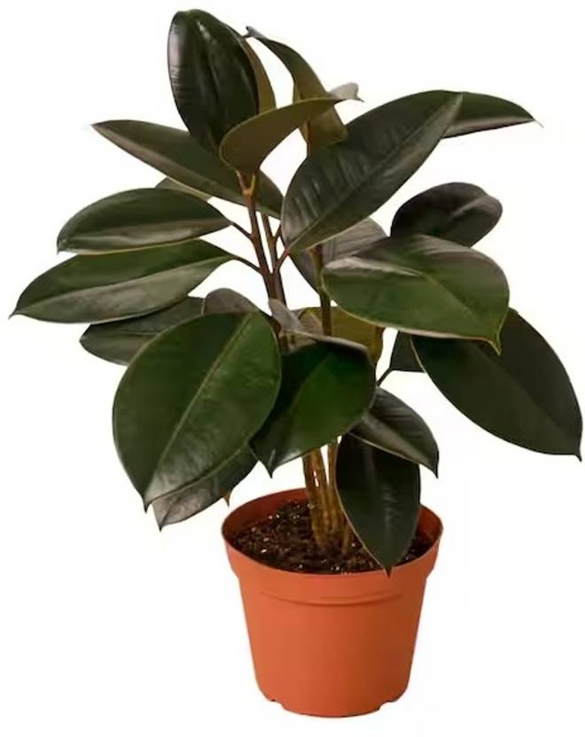 GLOBQRP Rubber Tree Price in India - Buy GLOBQRP Rubber Tree online at ...
