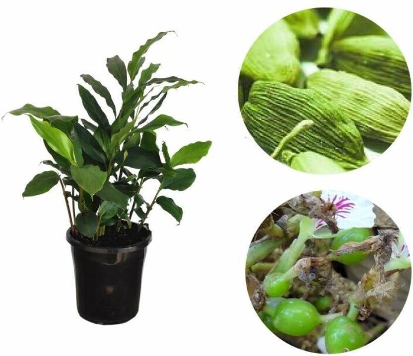 Cloud Farm Elaichi/Cardamom Plant Price in India - Buy Cloud Farm ...