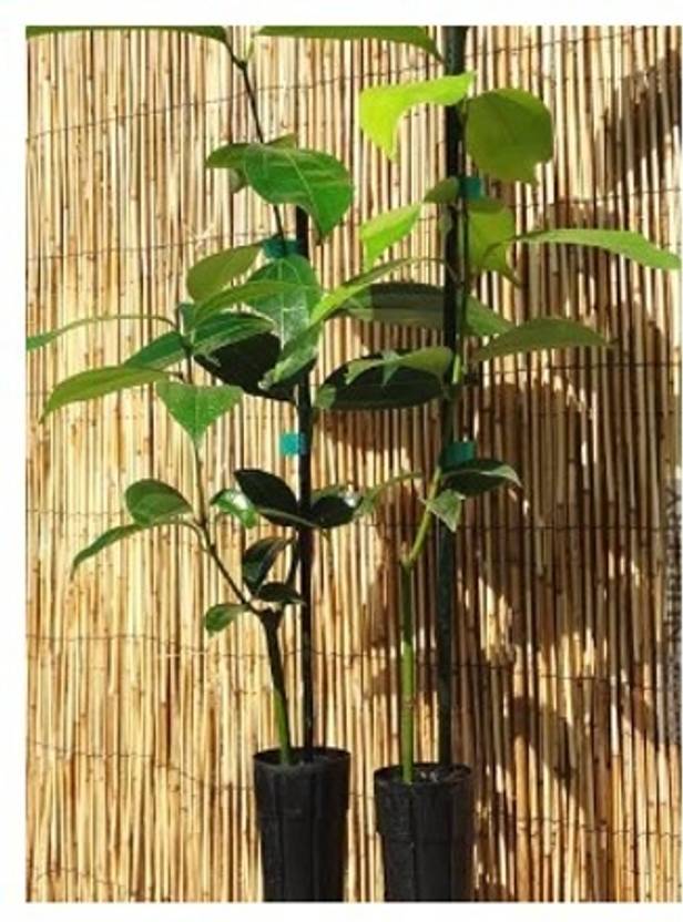 Treeicks Cinnamon Plant Price in India - Buy Treeicks Cinnamon Plant ...